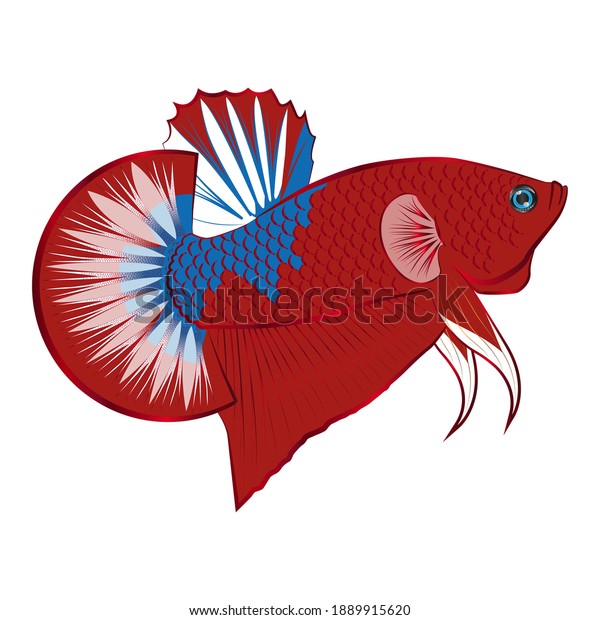 Hellboy Red Betta Fish On White: ภาพประกอบสต็อก 1889915620 | Shutterstock