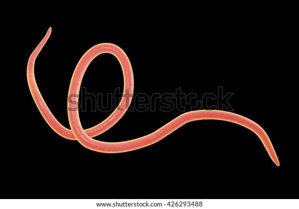 Helminth Nematode Enterobius Threadworm Which Causes Stock Illustration ...