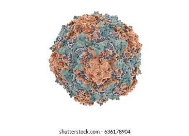 Hepatitis Virus Structure Hepatitis B Virus Stock Illustration ...