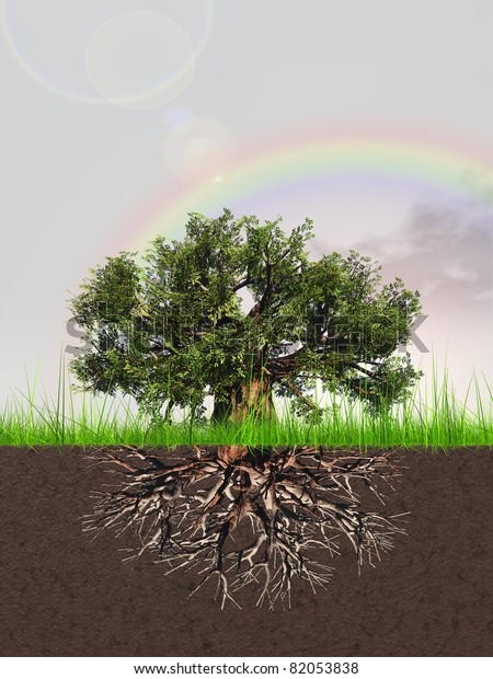 High Resolution Old Baobab Tree Roots: ภาพประกอบสต็อก 82053838 ...