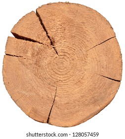 Ilustrasi Stok High Resolution Tree Cross Section 128057459 | Shutterstock