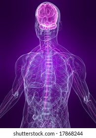 3,961 Nervous system transparent Images, Stock Photos & Vectors ...