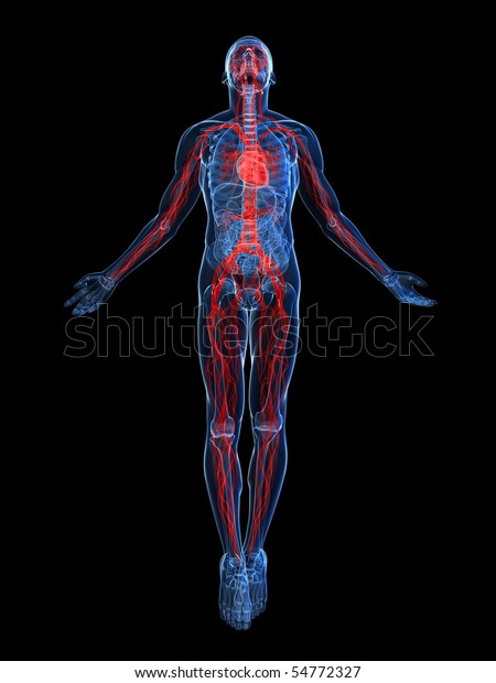 Highlighted Vascular System Stock Illustration 54772327