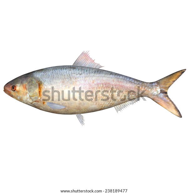 Hilsa Fish Stock Illustration 238189477