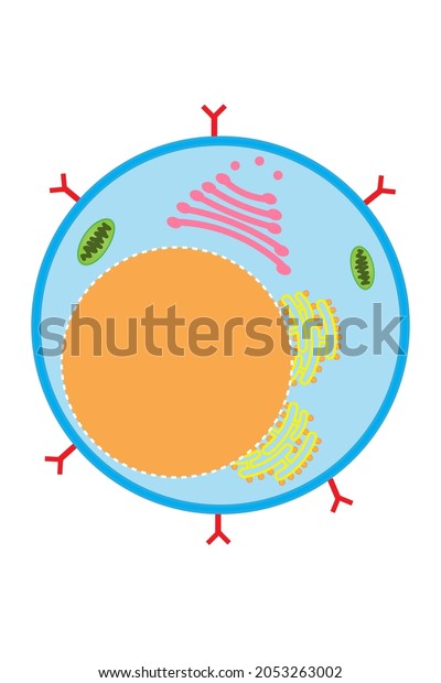 Histological Structure B Lymphocyte Cell White Stock Illustration ...