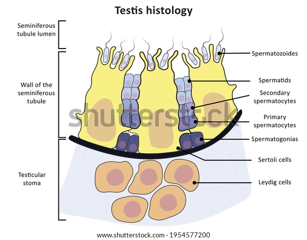 Estructura histológica de los testículos, anatomía: ilustración de ...