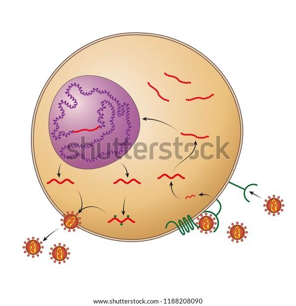 Hiv Replication Cycle Stock Illustration 1188208090 | Shutterstock