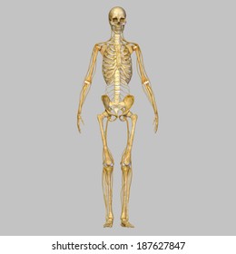 Human Anatomy Female Body Back Stock Illustration 1675624951 | Shutterstock
