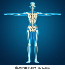 1,145 Anatomy Whole Body Images, Stock Photos & Vectors | Shutterstock