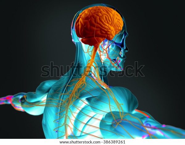 Human anatomy 3D futuristic scan technology with xray-like view of ... Human anatomy 3D futuristic scan technology with xray-like view of ...
