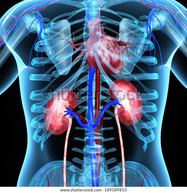 İnsan anatomisi Stok İllüstrasyon 189589853