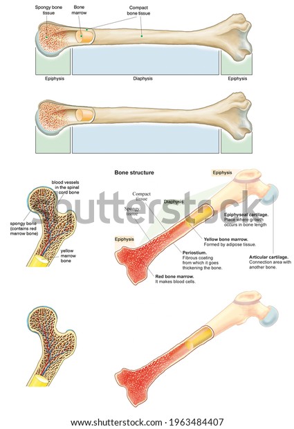 Human Anatomy Bones Structure Ultrastructure Long Stock Illustration ...