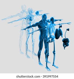 Human Anatomy Exploded View Deconstructed Separate Stock Illustration ...