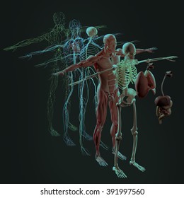 210 Human body exploded view 图片、库存照片和矢量图 | Shutterstock