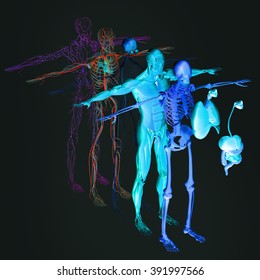 210 Human body exploded view 图片、库存照片和矢量图 | Shutterstock