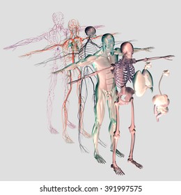 Human Anatomy Exploded View Deconstructed Separate Stock Illustration ...