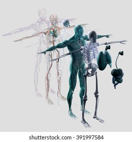 210 imágenes de Human body exploded view - Imágenes, fotos y vectores ...