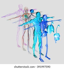 210 Human body exploded view 图片、库存照片和矢量图 | Shutterstock
