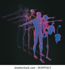 210 Human body exploded view 图片、库存照片和矢量图 | Shutterstock