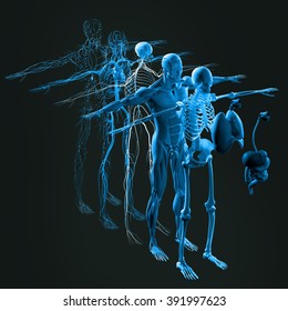 Human Anatomy Exploded View Deconstructed Separate: ilustrações stock ...