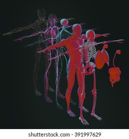 210 Human body exploded view 图片、库存照片和矢量图 | Shutterstock