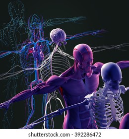 210 imágenes de Human body exploded view - Imágenes, fotos y vectores ...