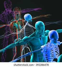 210 imágenes de Human body exploded view - Imágenes, fotos y vectores ...