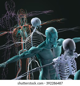 Human Anatomy Exploded View Deconstructed Showing Stock Illustration ...