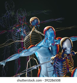 210 imágenes de Human body exploded view - Imágenes, fotos y vectores ...