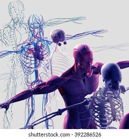 Human Anatomy Exploded View Deconstructed Showing Stock Illustration ...