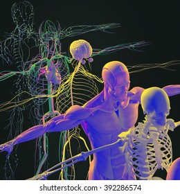 210 imágenes de Human body exploded view - Imágenes, fotos y vectores ...