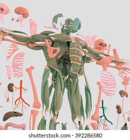 Human Anatomy Exploded View Deconstructed Showing Stock Illustration ...