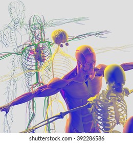 Human Anatomy Exploded View Deconstructed Showing Stock Illustration ...