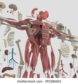 Human Anatomy Exploded View Deconstructed Showing Stock Illustration ...