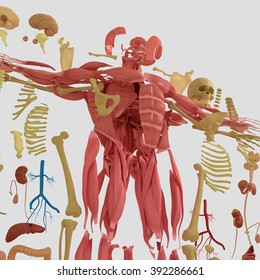 210 imágenes de Human body exploded view - Imágenes, fotos y vectores ...