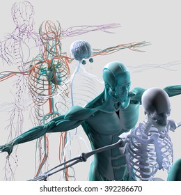 Human Anatomy Exploded View Deconstructed Showing Stock Illustration ...