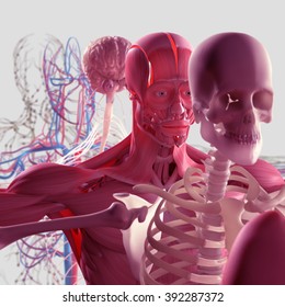 210 imágenes de Human body exploded view - Imágenes, fotos y vectores ...
