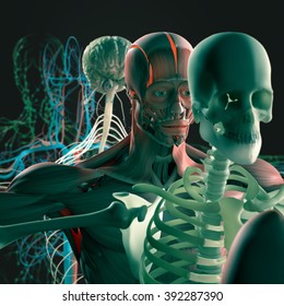 210 imágenes de Human body exploded view - Imágenes, fotos y vectores ...