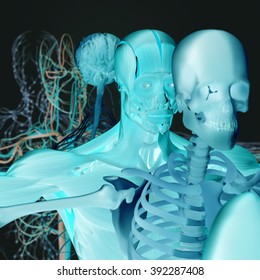 Human Anatomy Exploded View Deconstructed Showing 스톡 일러스트 392287408 ...