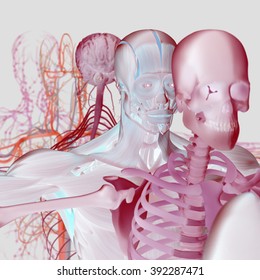 210 imágenes de Human body exploded view - Imágenes, fotos y vectores ...
