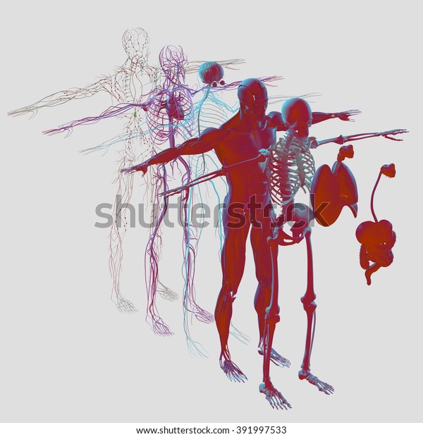 Human Anatomy Exploded View Deconstructed Separate Stock Illustration ...