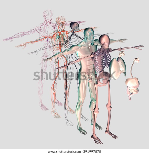 Human Anatomy Exploded View Deconstructed Separate Stock Illustration ...