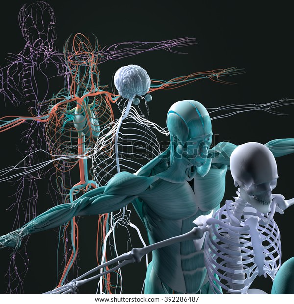Human Anatomy Exploded View Deconstructed Showing Stock Illustration ...