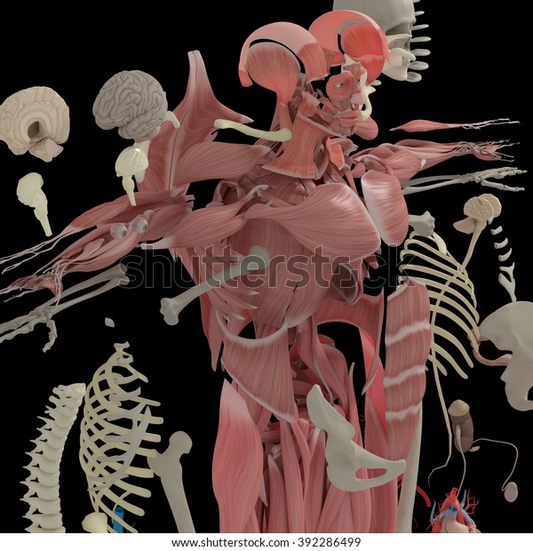Human Anatomy Exploded View Deconstructed Showing: ilustrações stock ...