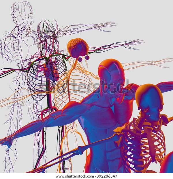 Human Anatomy Exploded View Deconstructed Showing 스톡 일러스트 392286547