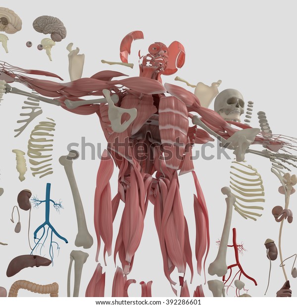 Human Anatomy Exploded View Deconstructed Showing Stock Illustration ...