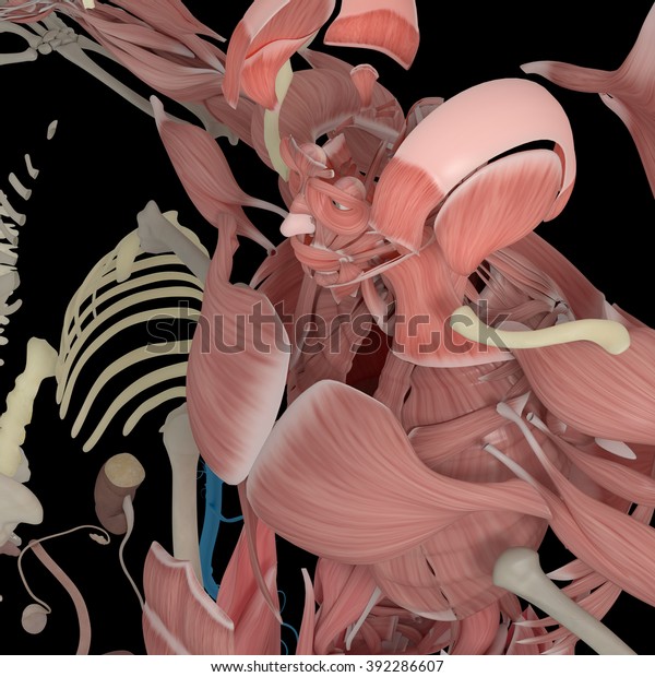 Human Anatomy Exploded View Deconstructed Showing Stock Illustration ...