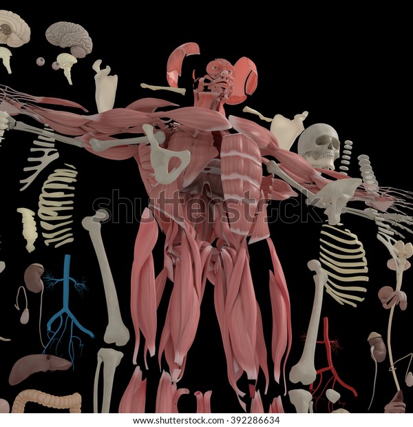 Ilustrasi Stok Human Anatomy Exploded View Deconstructed Showing ...