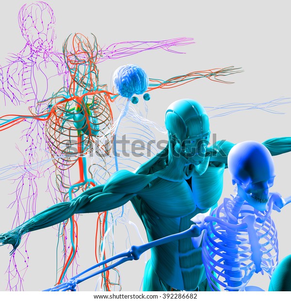 Human anatomy exploded view, deconstructed showing separate parts ...
