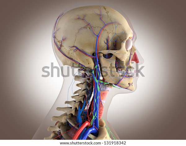 Human Anatomy Structure Head Brain Eyes Stock Illustration 131918342 ...